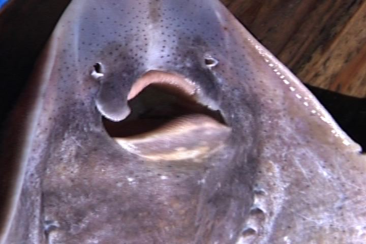 [한식탐험대] 홍어1번지,홍어촌,영산홍어,참홍탁식당,오수흑드부,홍어마을,거북곱창,홍어랑,천수봉페백의 홍어요리 : 네이버 블로그