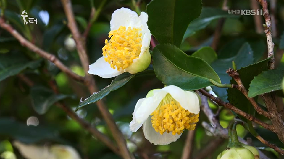 [586회] UHD 숨터 - KBS