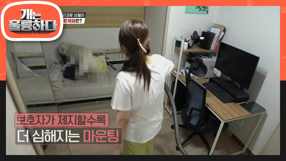 청소기만 돌리면 마운팅을 한다? 보호자에게도, 베게에게도 마운팅을... | KBS 220926 방송 - KBS