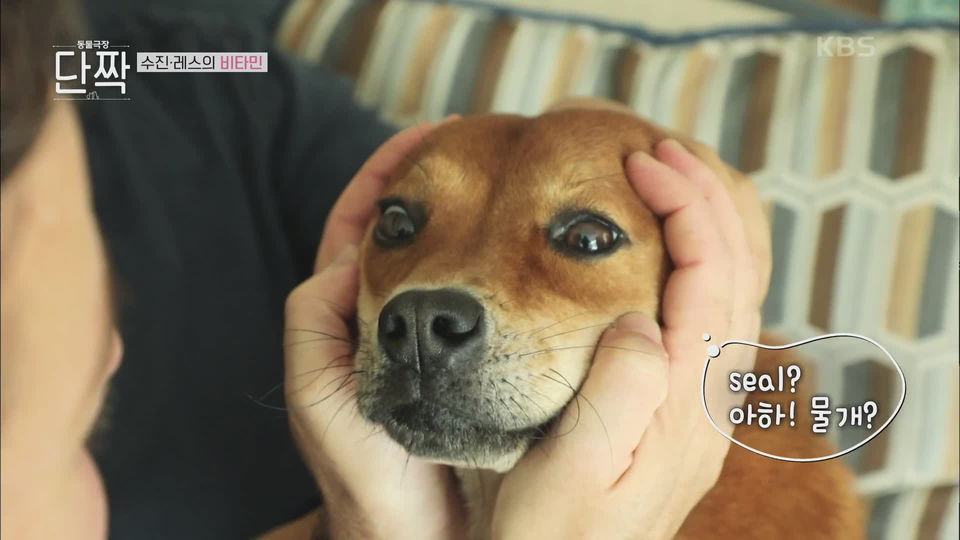 한 마리의 삶을 구조하는 부부 | KBS 221008 방송 - KBS