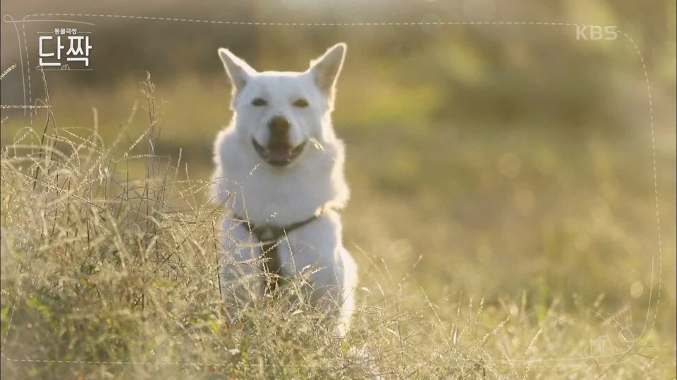 인호 씨에게는 영혼의 단짝 하루키가 생겼습니다 | KBS 221029 방송 - KBS