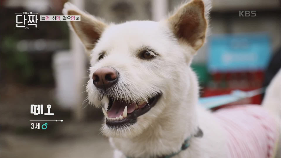 생긴 것도 닮은 동네 친구 하루키와 떼오 | KBS 221029 방송 - KBS