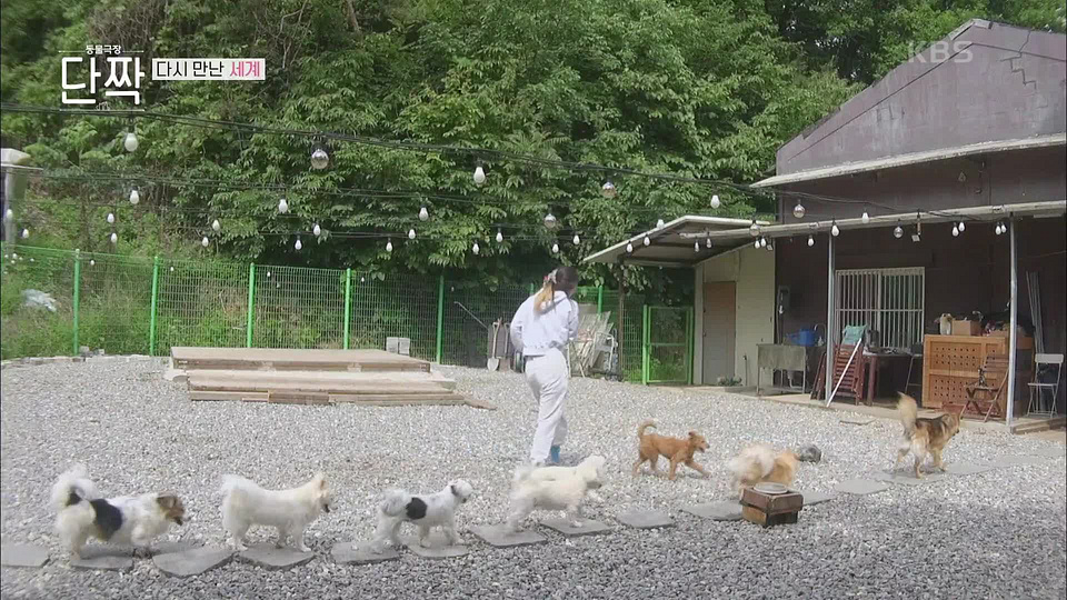 개들이 새 가족을 찾아가기 위한 경유지 ‘나니 랜드’ | KBS 230617 방송 - KBS
