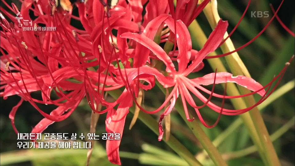 [919회] UHD 숨터 - KBS